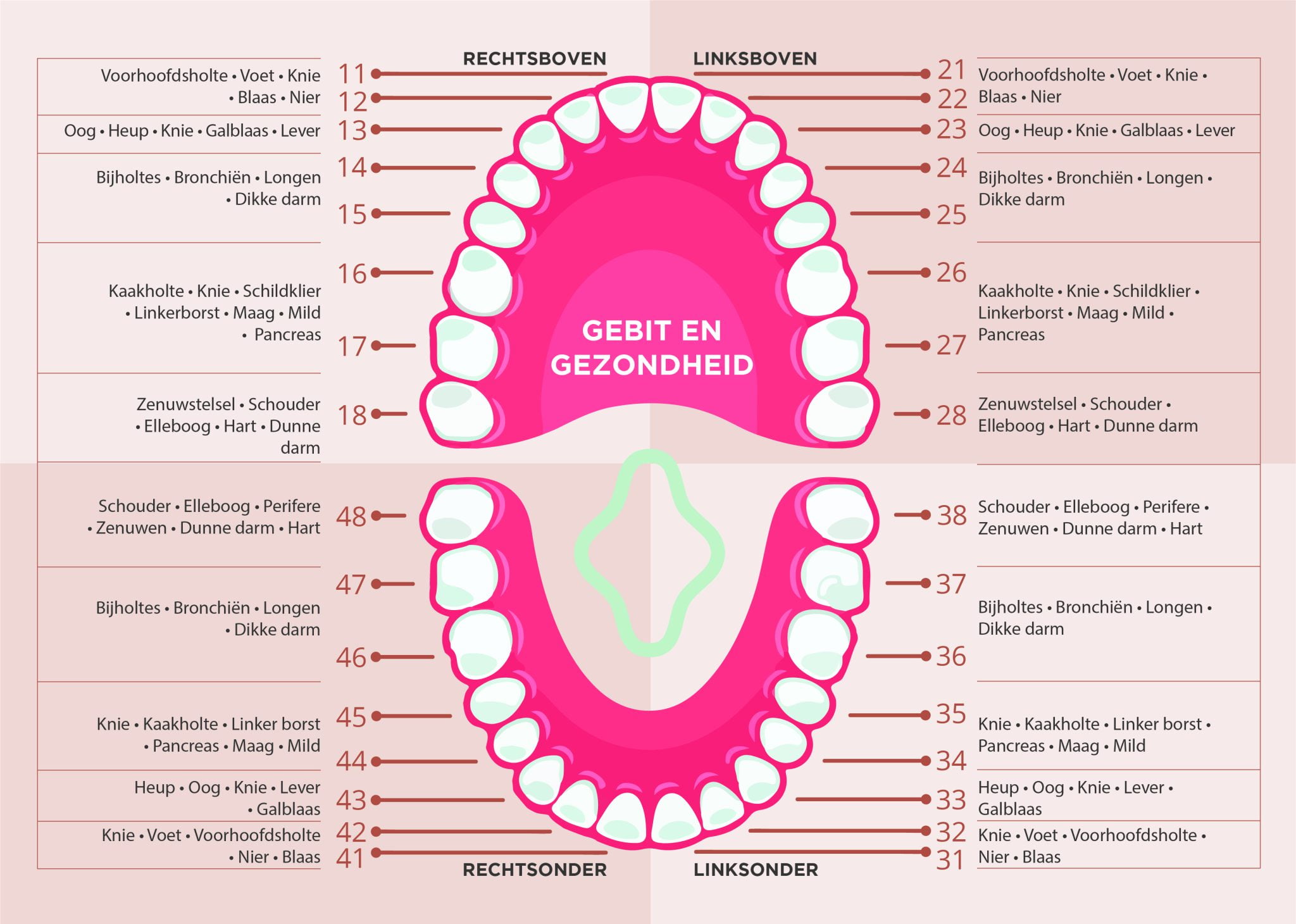 Biologische tandarts Amsterdam - Tandartspraktijk De Liefde